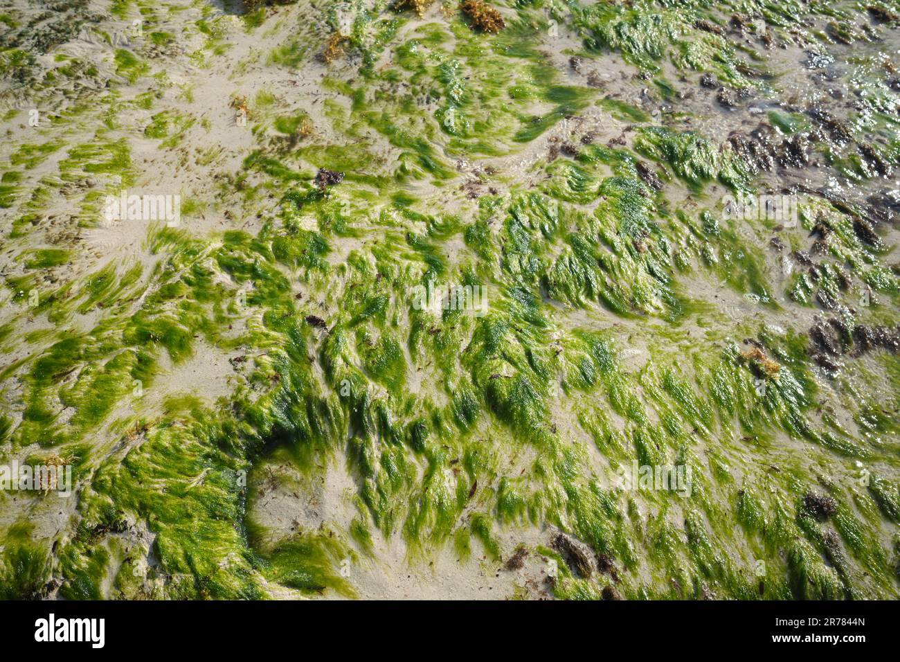 Seaweed on the beach at Playa Del Carmen Yucatan Mexico Stock Photo - Alamy
