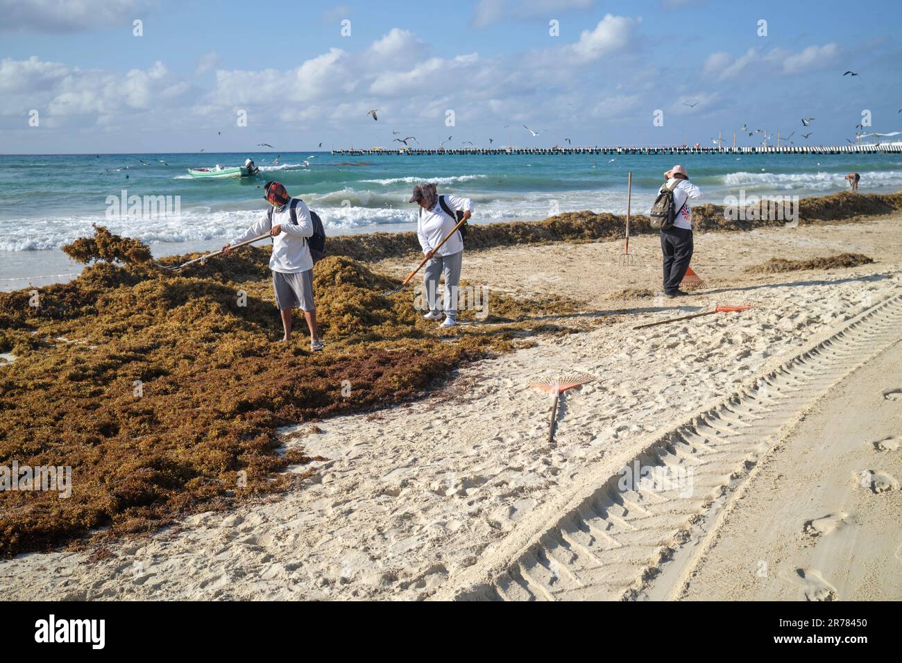 Sargassum seaweed on the beach atPlaya Del Carmen Yucatan Mexico Stock ...