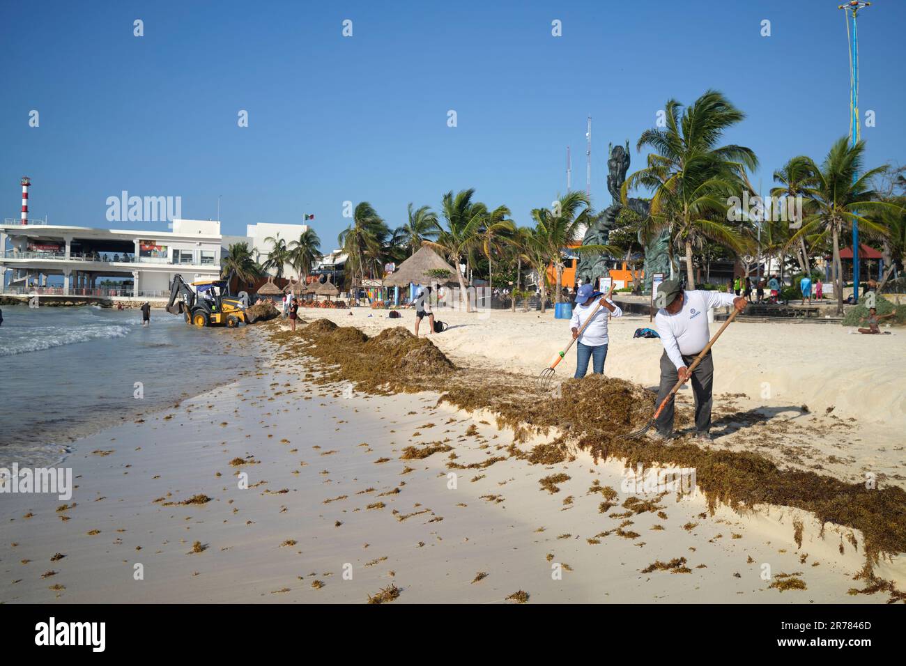 Sargassum seaweed on the beach at Playa Del Carmen Yucatan Mexico Stock ...