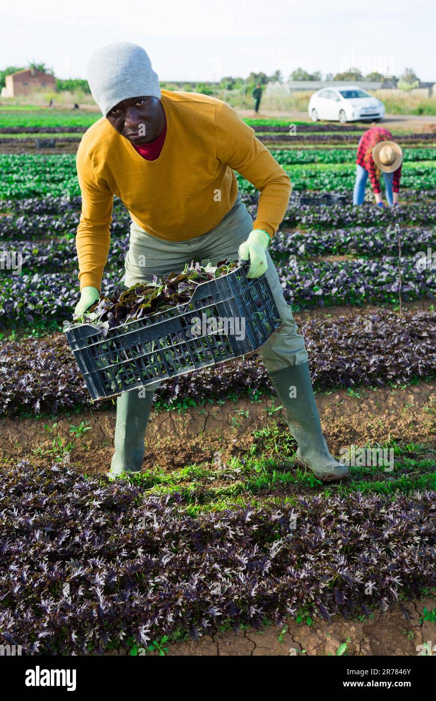 Farmer carrying box with picked red komatsuna Stock Photo - Alamy