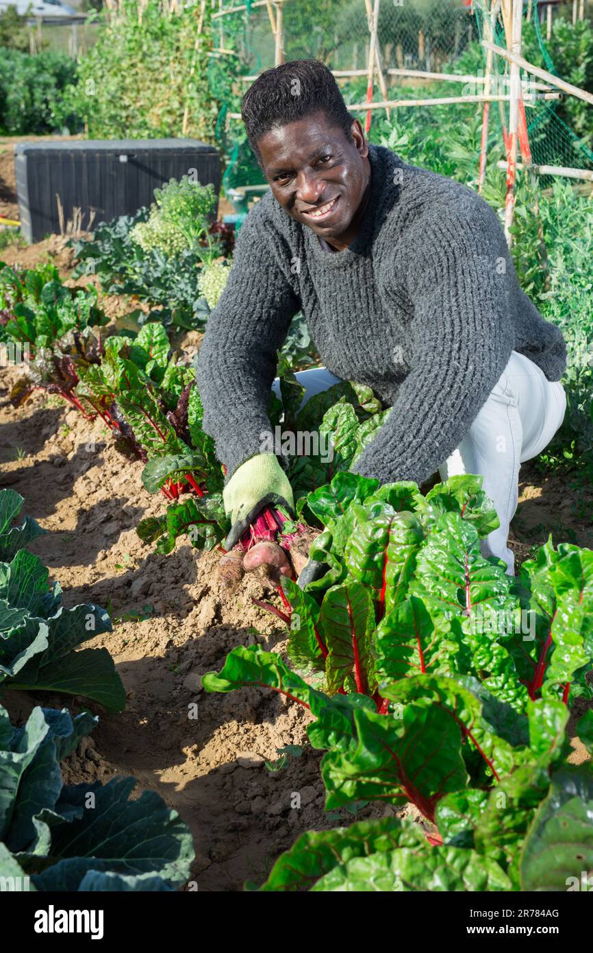 Afro american farmer man harvesting fresh beetroot Stock Photo - Alamy