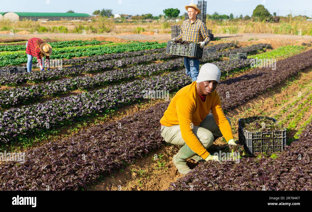 Farm workers picking leaf vegetables on field Stock Photo - Alamy