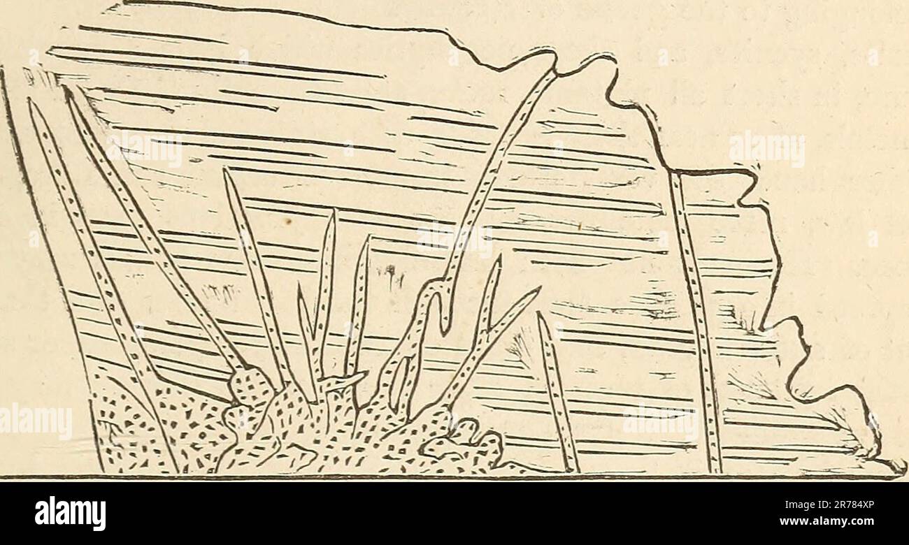 "Elements of geology, or, The ancient changes of the earth and its ...