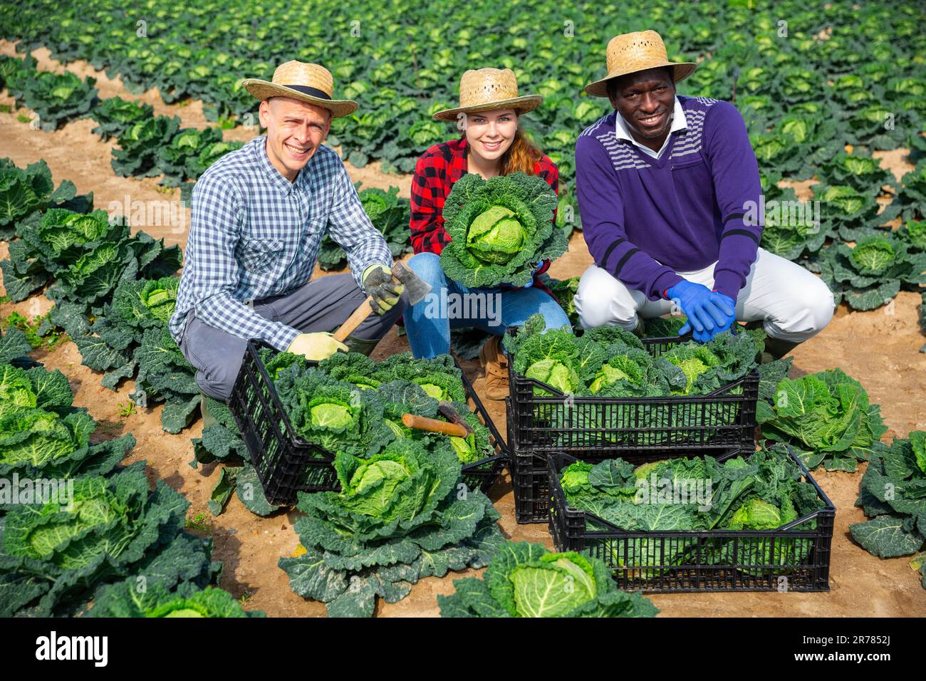 Successful farmers showing harvest of savoy cabbage on field Stock ...