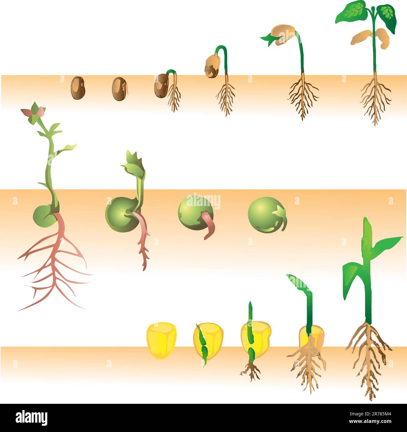 Collection of plant growing vector illustration Stock Vector Image ...