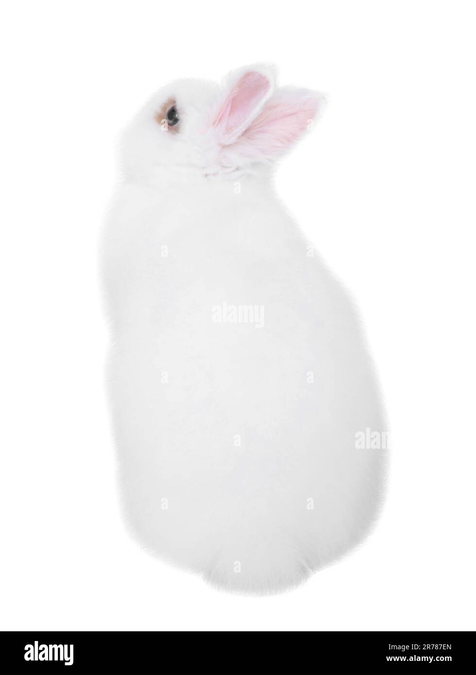 Fluffy rabbit on white background. Cute pet Stock Photo - Alamy