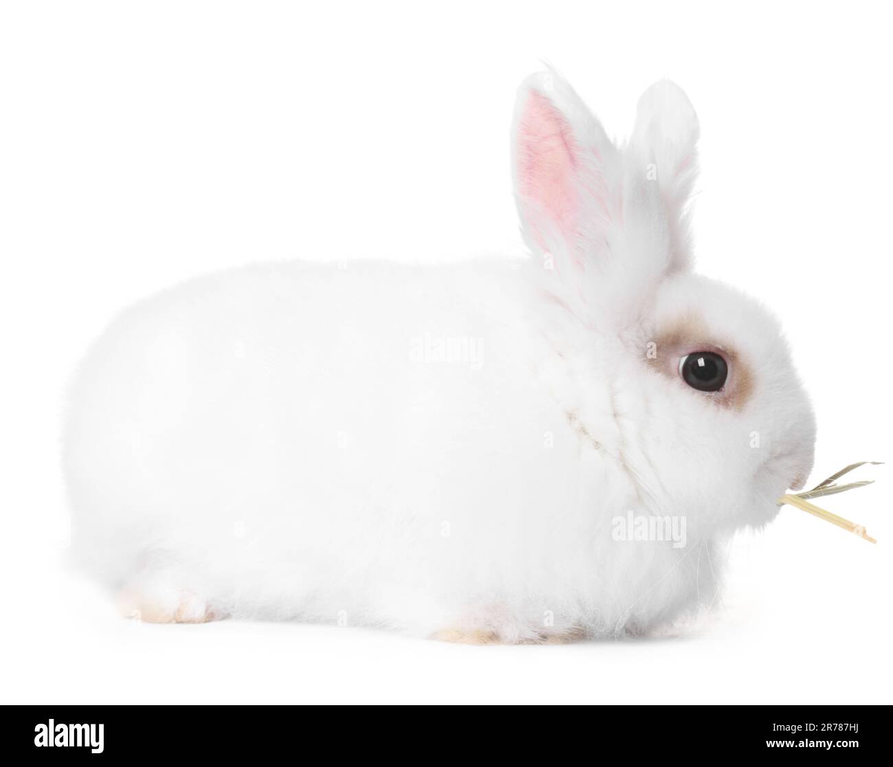 Fluffy rabbit on white background. Cute pet Stock Photo - Alamy
