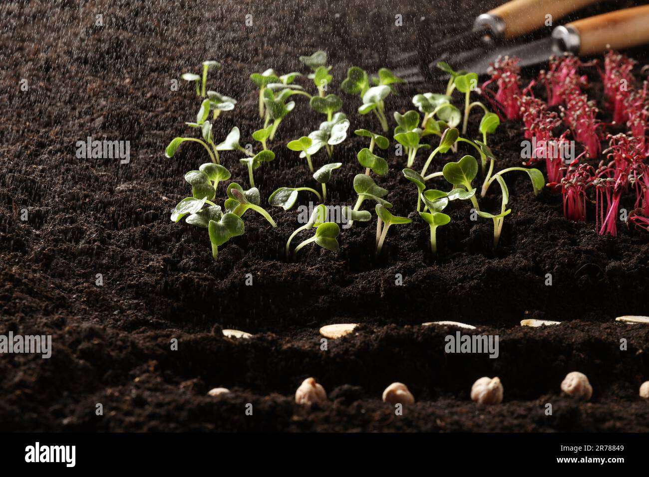 Seeds and vegetable seedlings growing under rain in fertile soil Stock ...