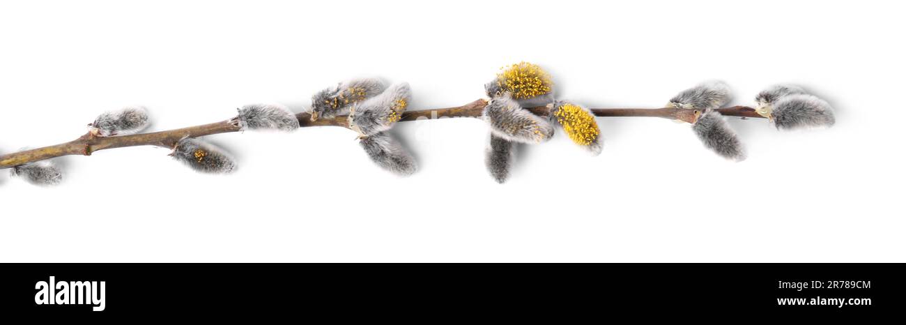Beautiful blooming willow branch isolated on white, top view Stock ...