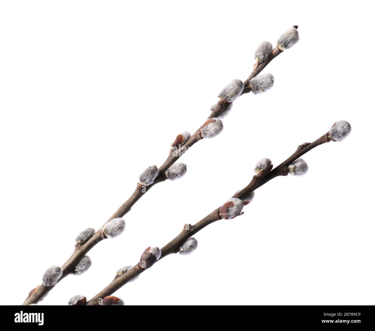 Willow branches isolated hi-res stock photography and images - Alamy