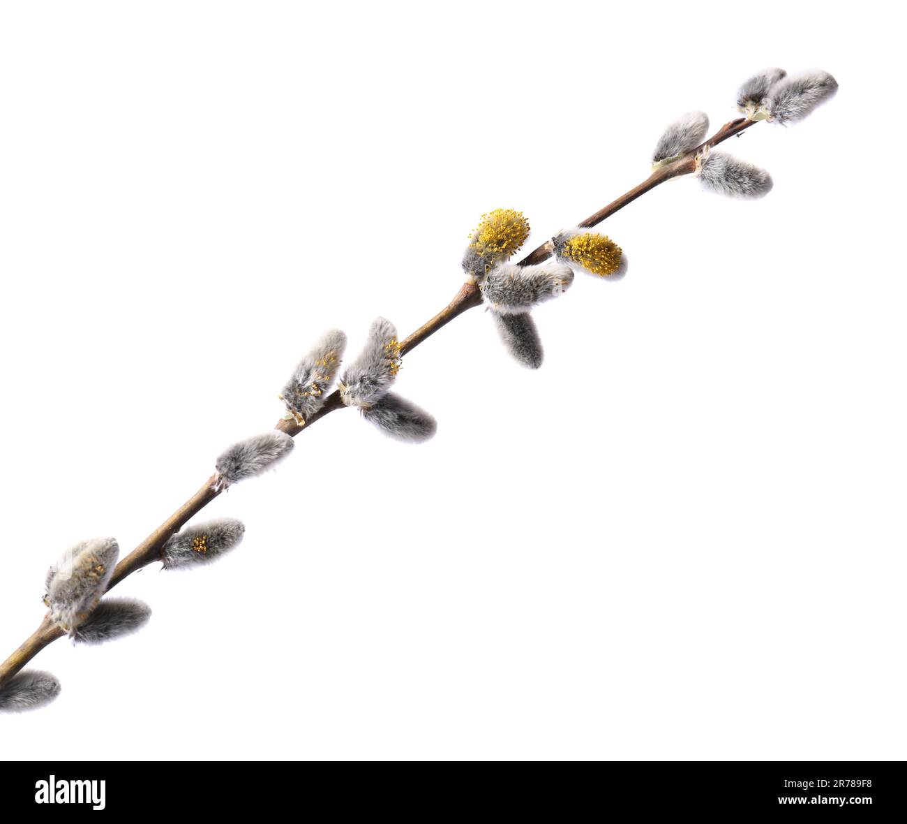 Beautiful blooming willow branch hi-res stock photography and images ...