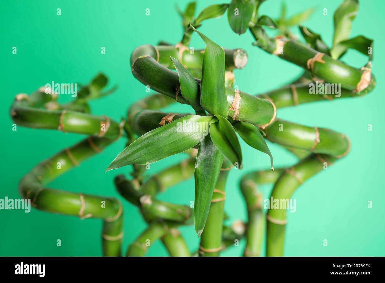 Beautiful bamboo stems on light green background, closeup Stock Photo ...