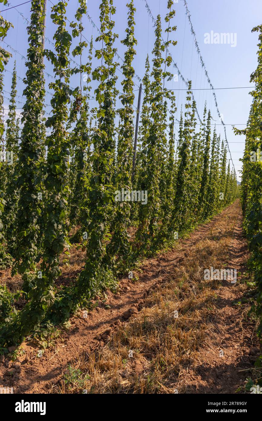 Czech hops hi-res stock photography and images - Alamy