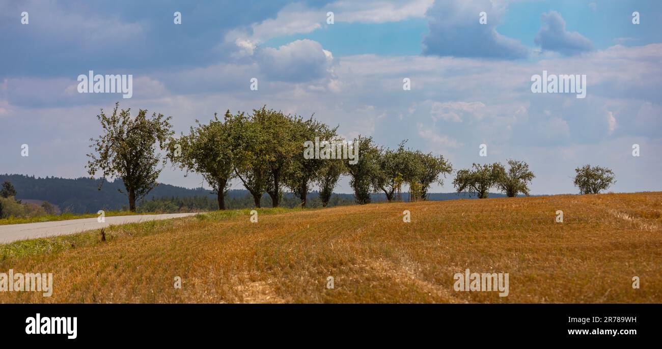 CZECH REPUBLIC, EUROPE - Trees and rural landscape, north of Pilsen ...