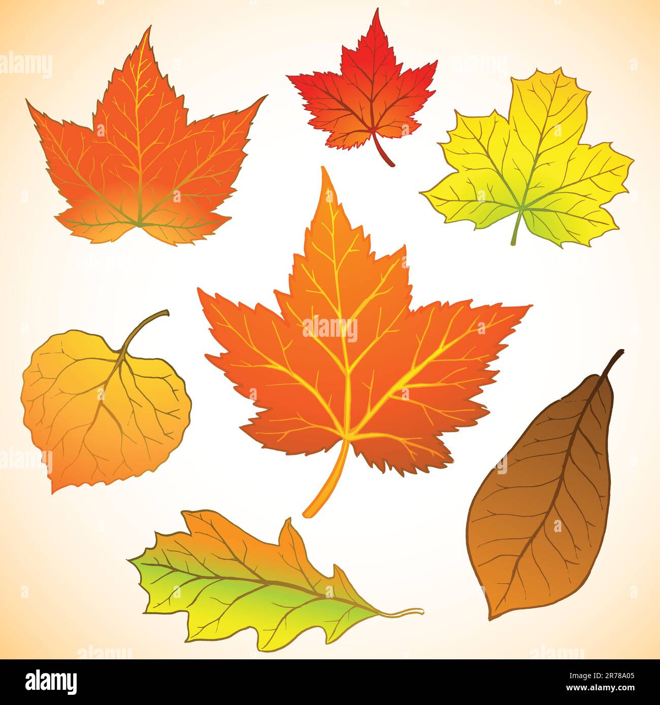 Elm botanical illustration Stock Vector Images - Alamy