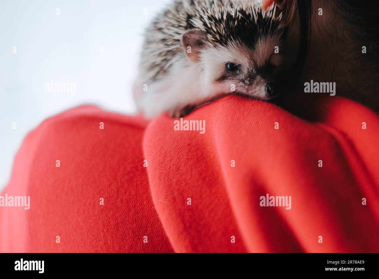 hedgehog and a person. hedgehog and a girl.Domestic African hedgehog ...