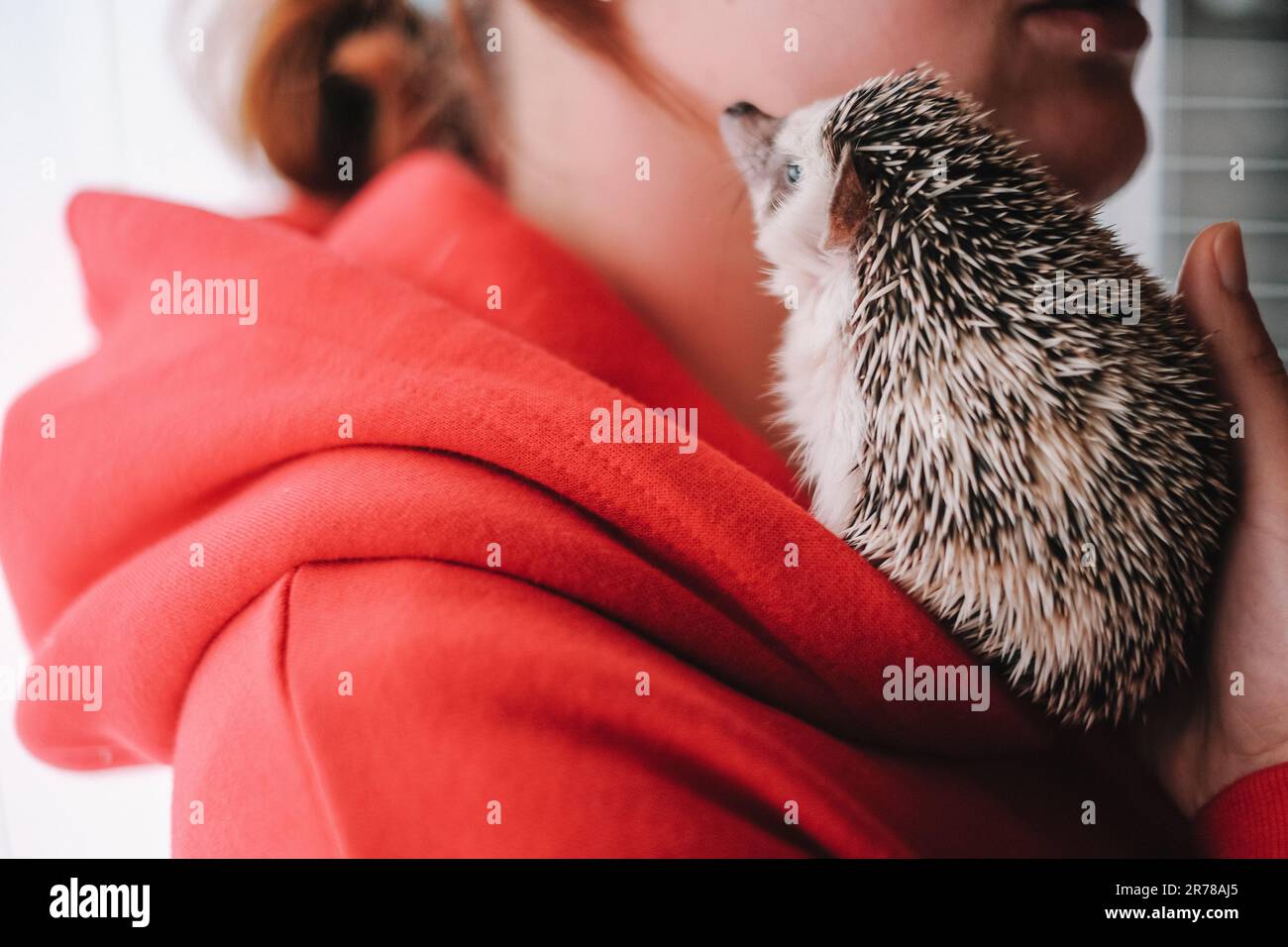 African hedgehog sits on his shoulder.Communication between a hedgehog ...