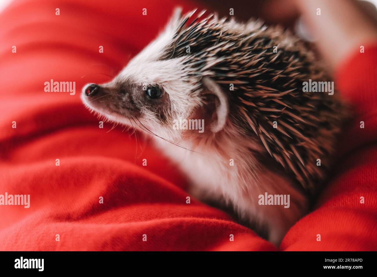 Domestic African hedgehog sits on a shoulder girls .Communication with ...