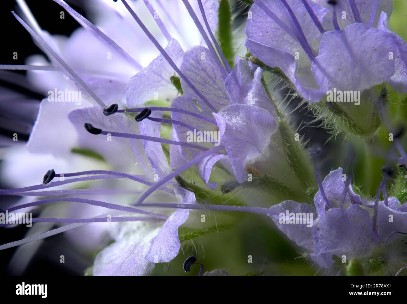 Lacy scorpion weed hi-res stock photography and images - Alamy