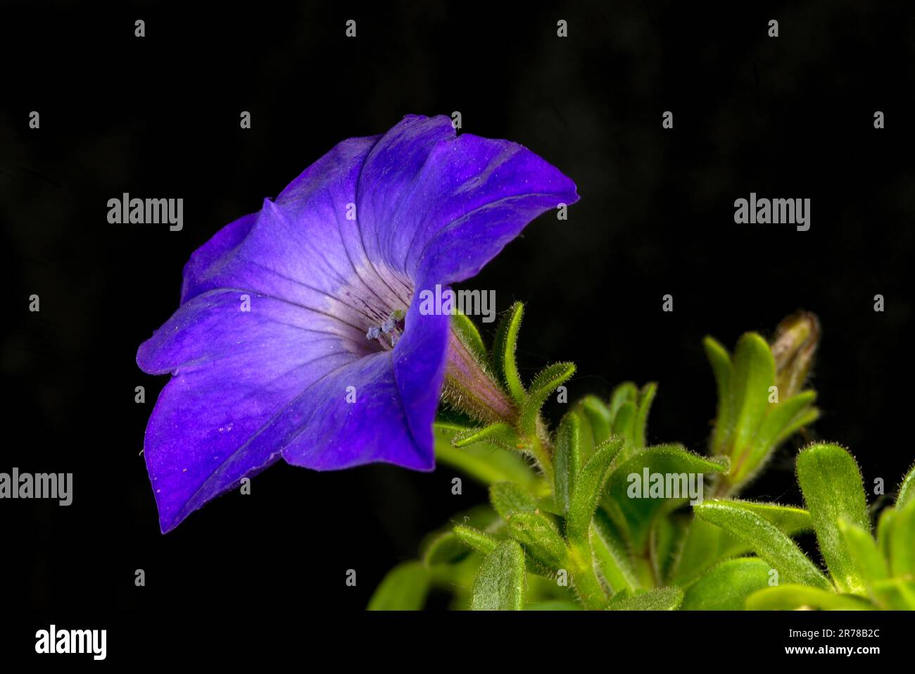 Single Purple Petunia Flower against a Black Background Stock Photo - Alamy