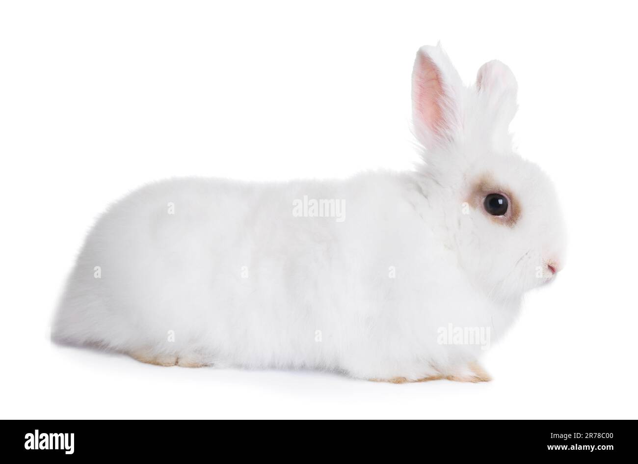 Fluffy rabbit on white background. Cute pet Stock Photo - Alamy