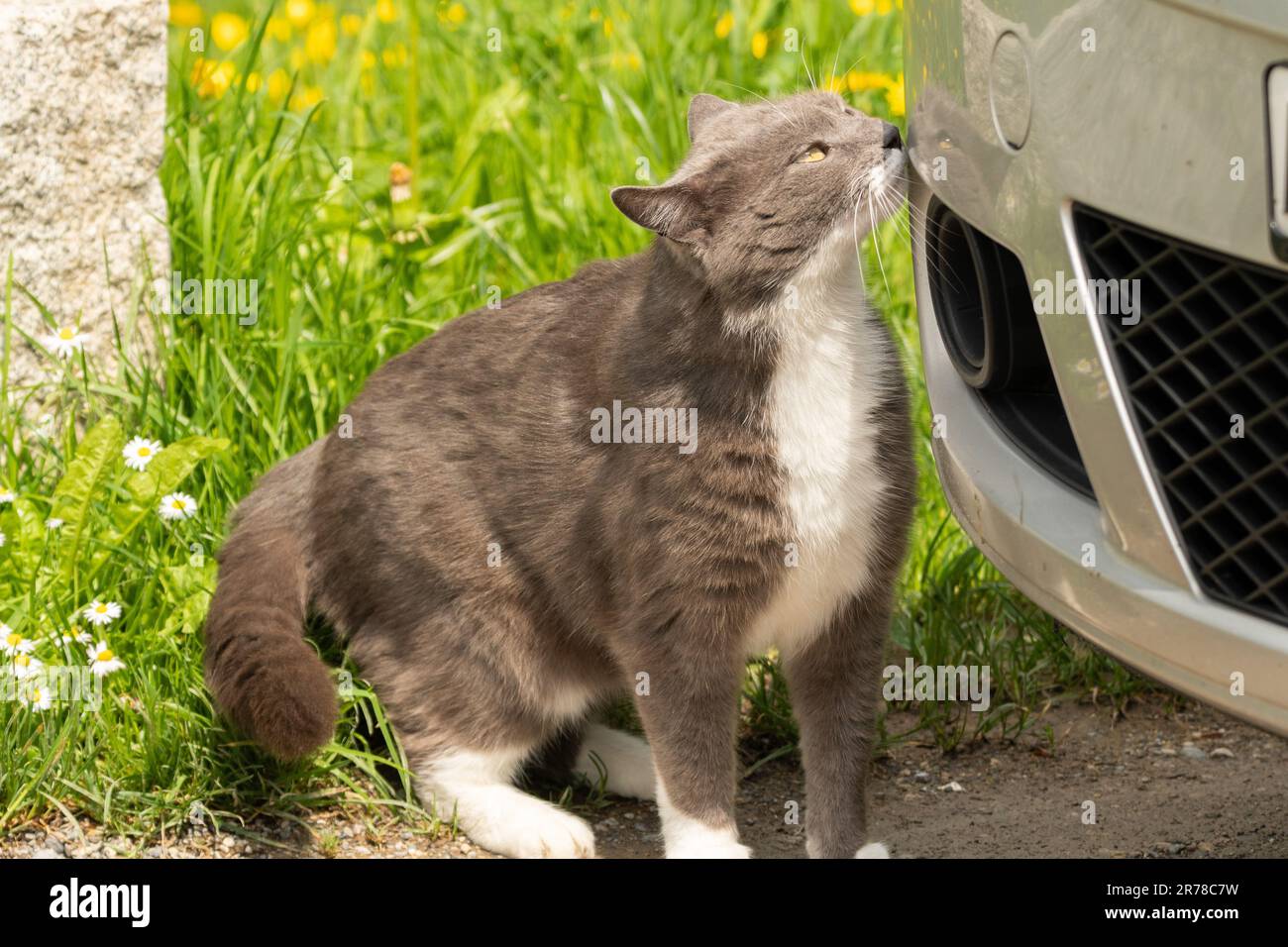 Zurich, Switzerland, May 2, 2023 Cat is sniffing around a car Stock ...