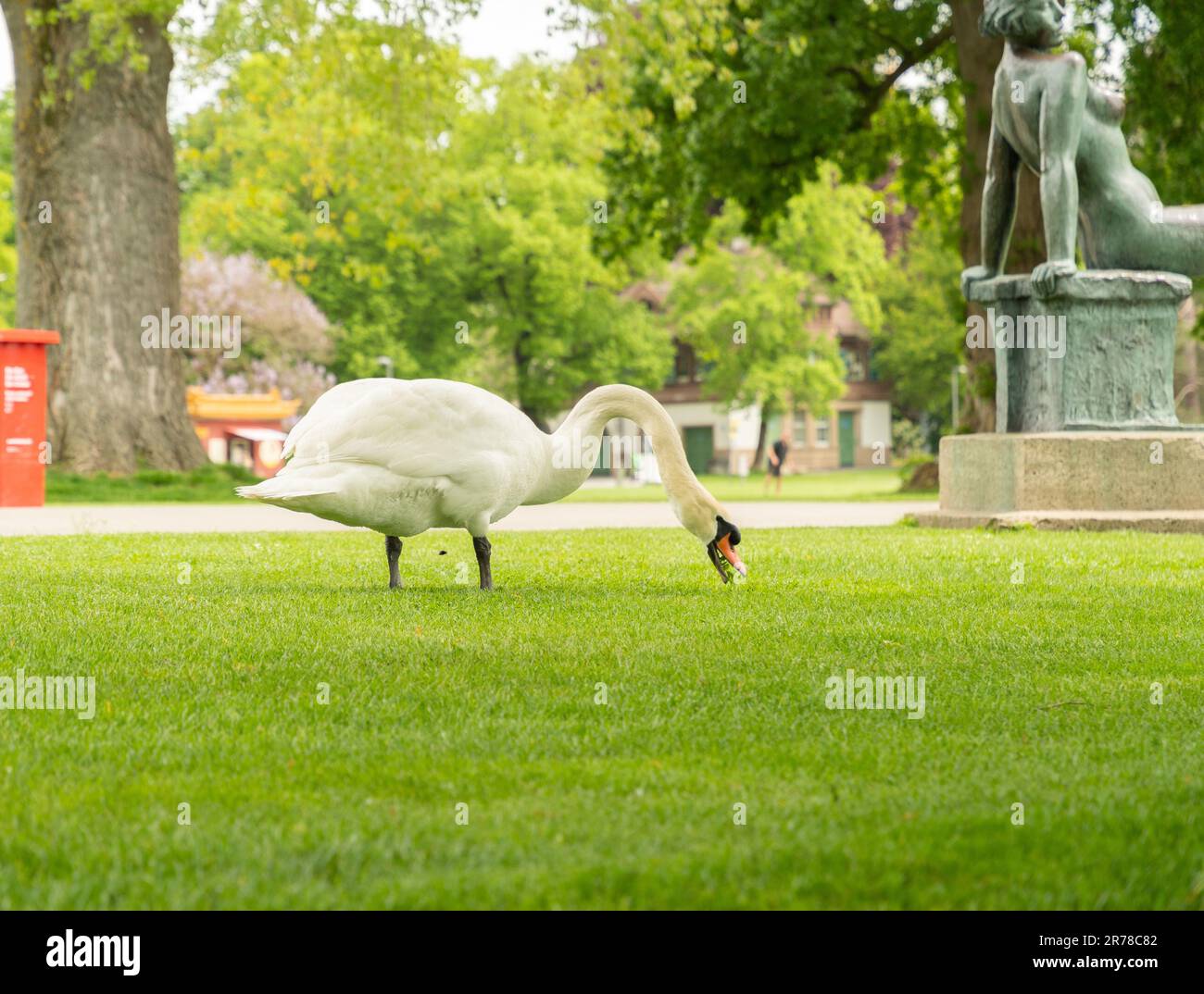Zurich, Switzerland, May 9, 2023 Eating swan on a green field at the ...