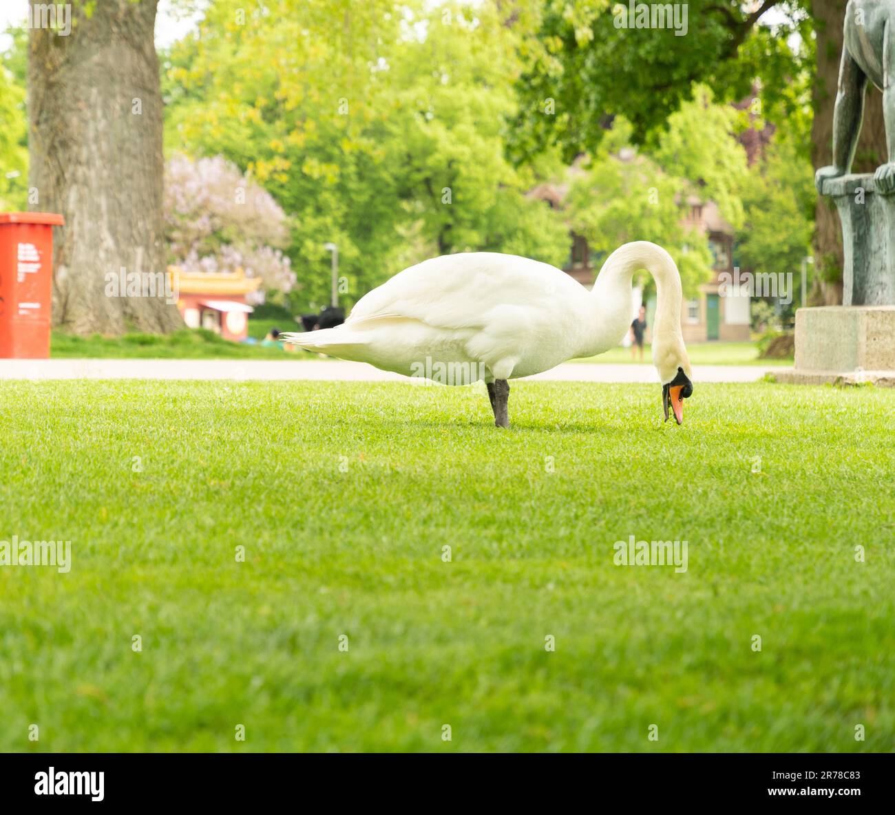 Zurich, Switzerland, May 9, 2023 Eating swan on a green field at the ...