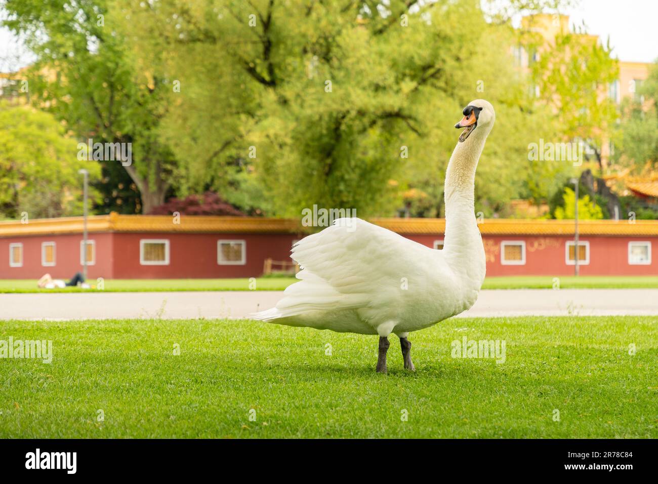 Zurich, Switzerland, May 9, 2023 Eating swan on a green field at the ...