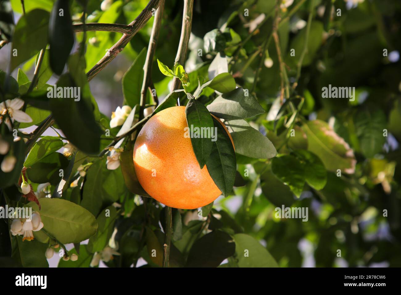 Growing grapefruit hi-res stock photography and images - Alamy