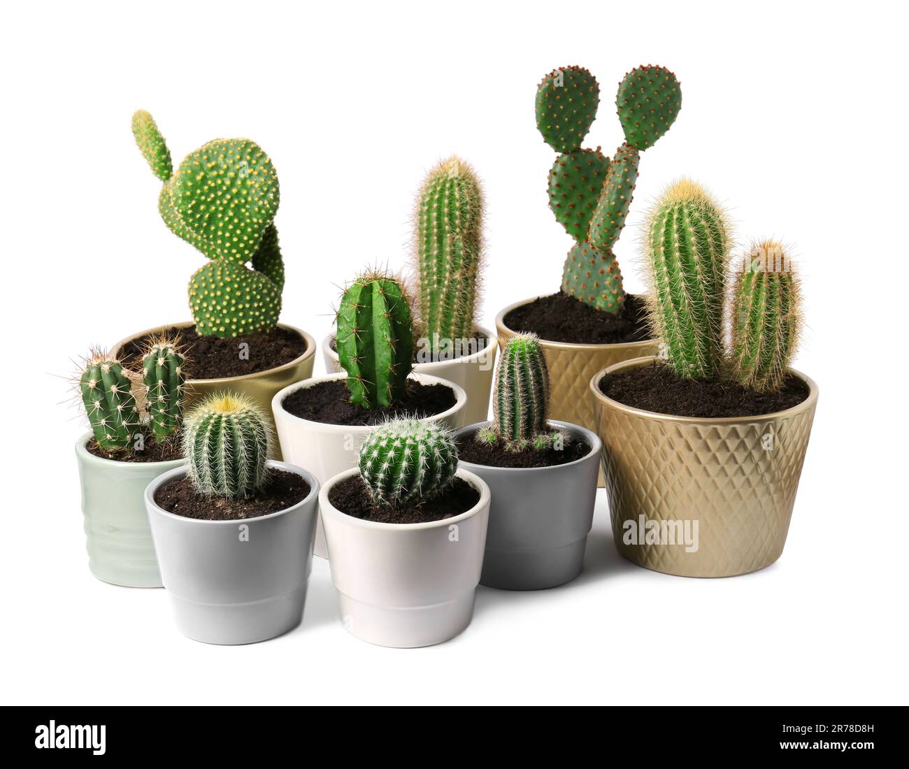 Many different cacti in pots on white background Stock Photo - Alamy