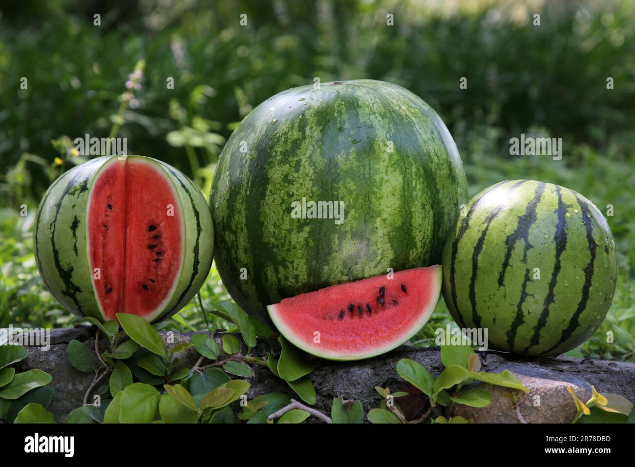 Different delicious ripe watermelons on stone surface outdoors Stock ...