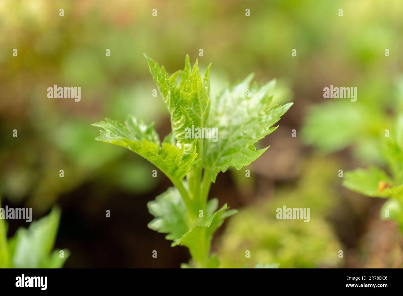 Swollen seed hi-res stock photography and images - Alamy