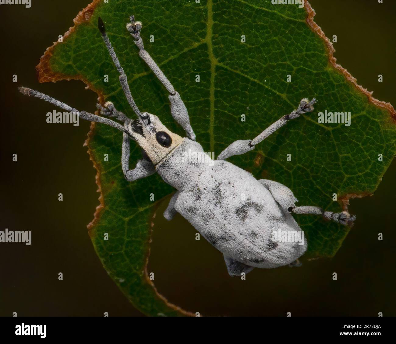 A little leaf notcher doing what it does best in the Florida Everglades ...