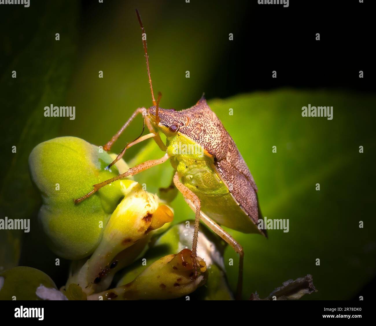 A cute little stink bug explores a plant in Everglades National Park ...