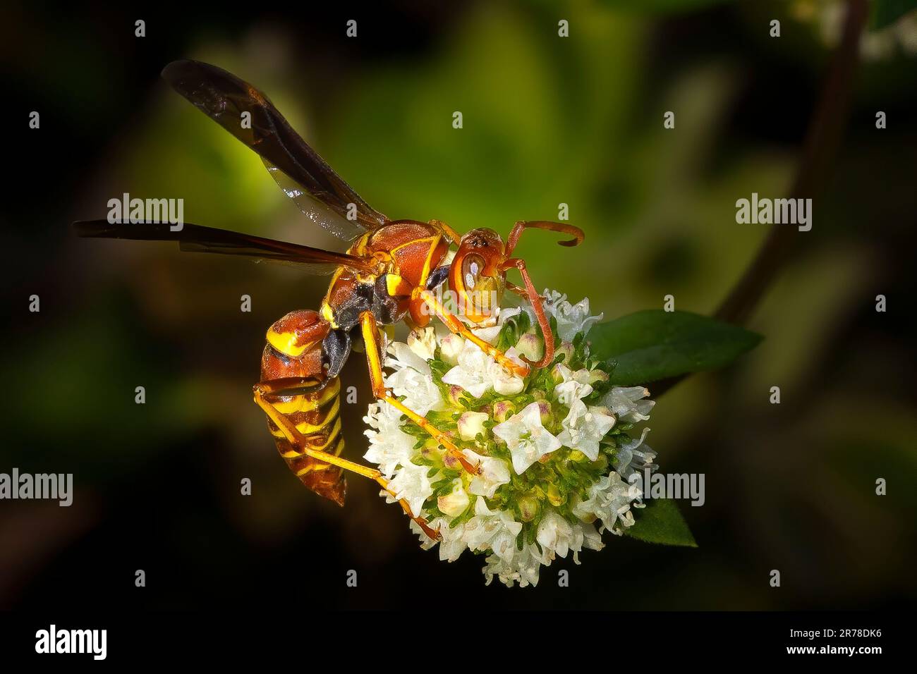A paper wasp explores a flower in Everglades National Park Stock Photo ...