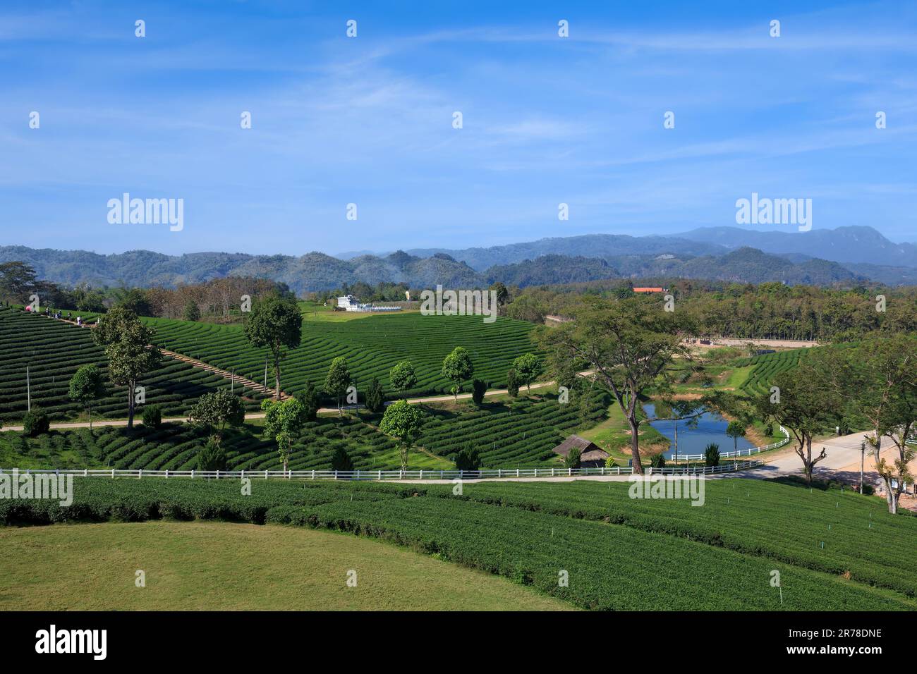 Chou fong tea plantation hi-res stock photography and images - Alamy