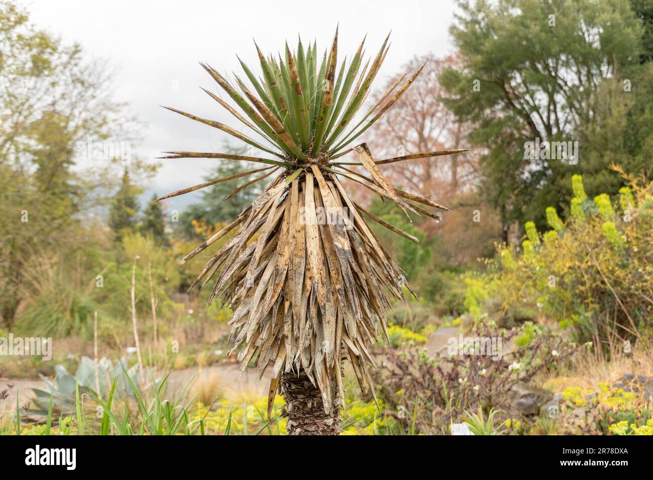 Zurich, Switzerland, April 20, 2023 Yucca Filifera plant at the ...