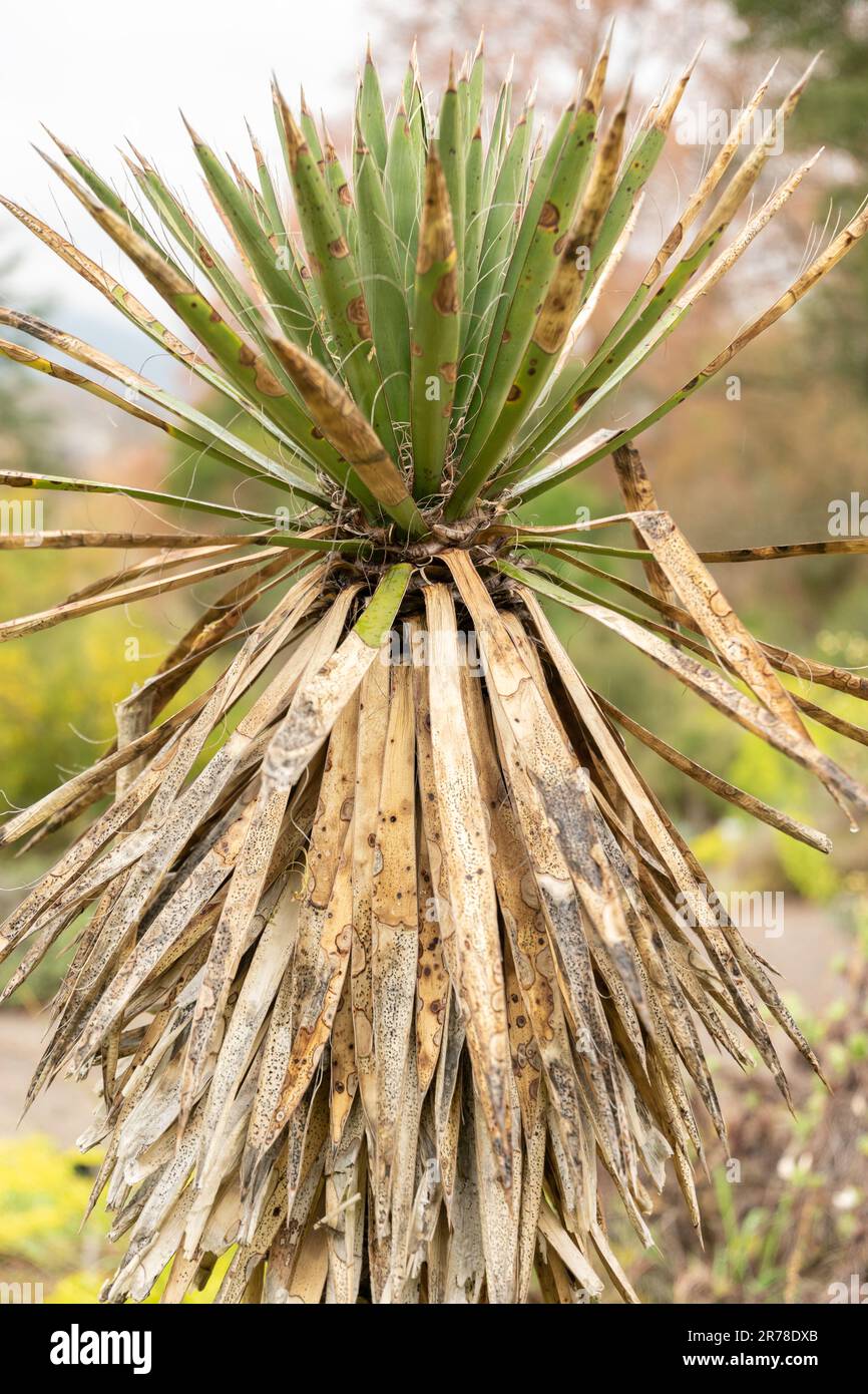 Zurich, Switzerland, April 20, 2023 Yucca Filifera plant at the ...