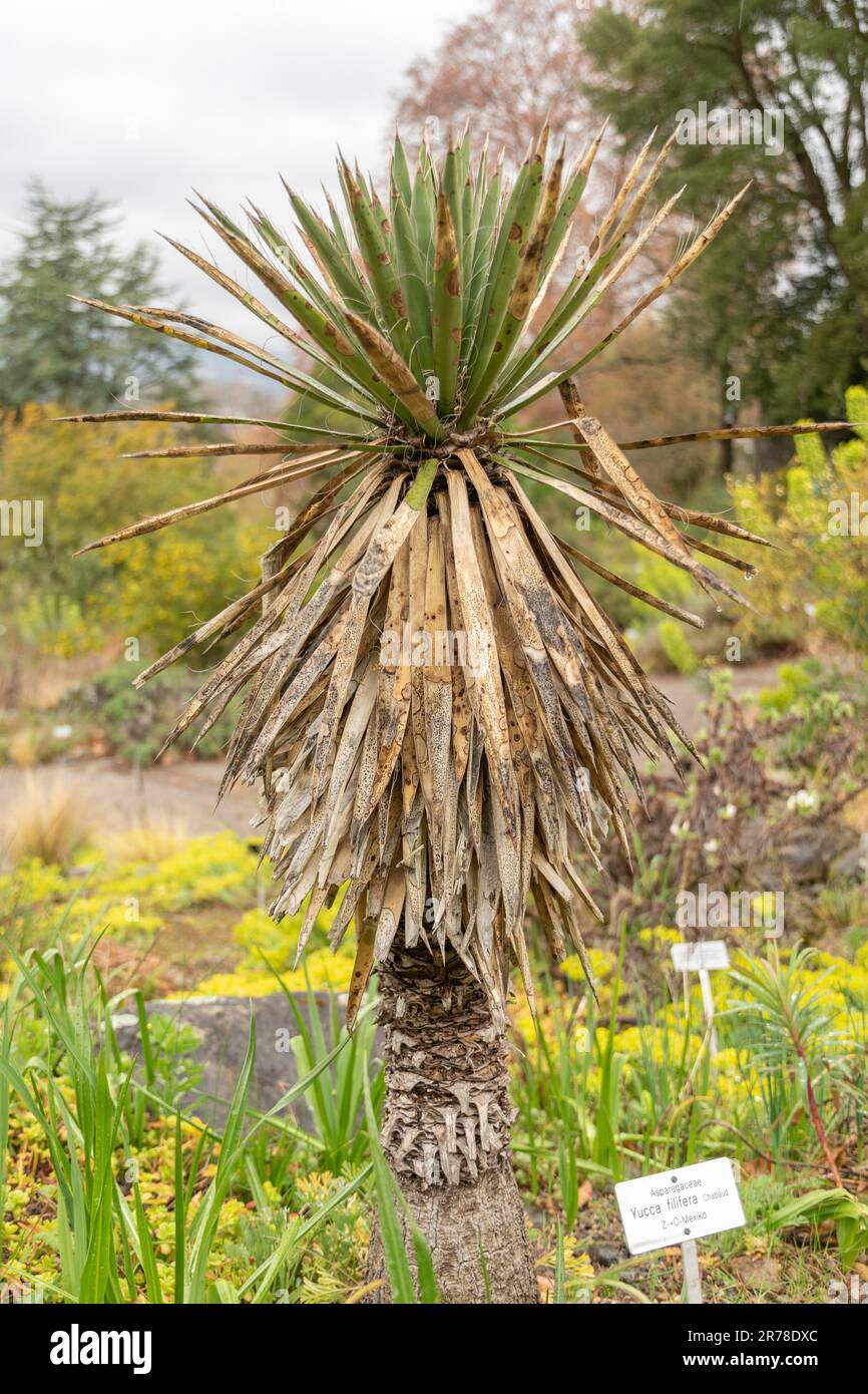 Zurich, Switzerland, April 20, 2023 Yucca Filifera plant at the ...