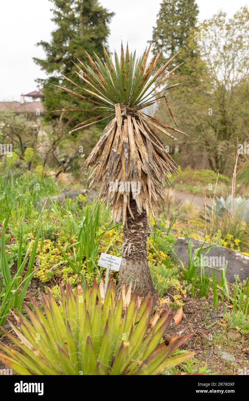 Zurich, Switzerland, April 20, 2023 Yucca Filifera plant at the ...