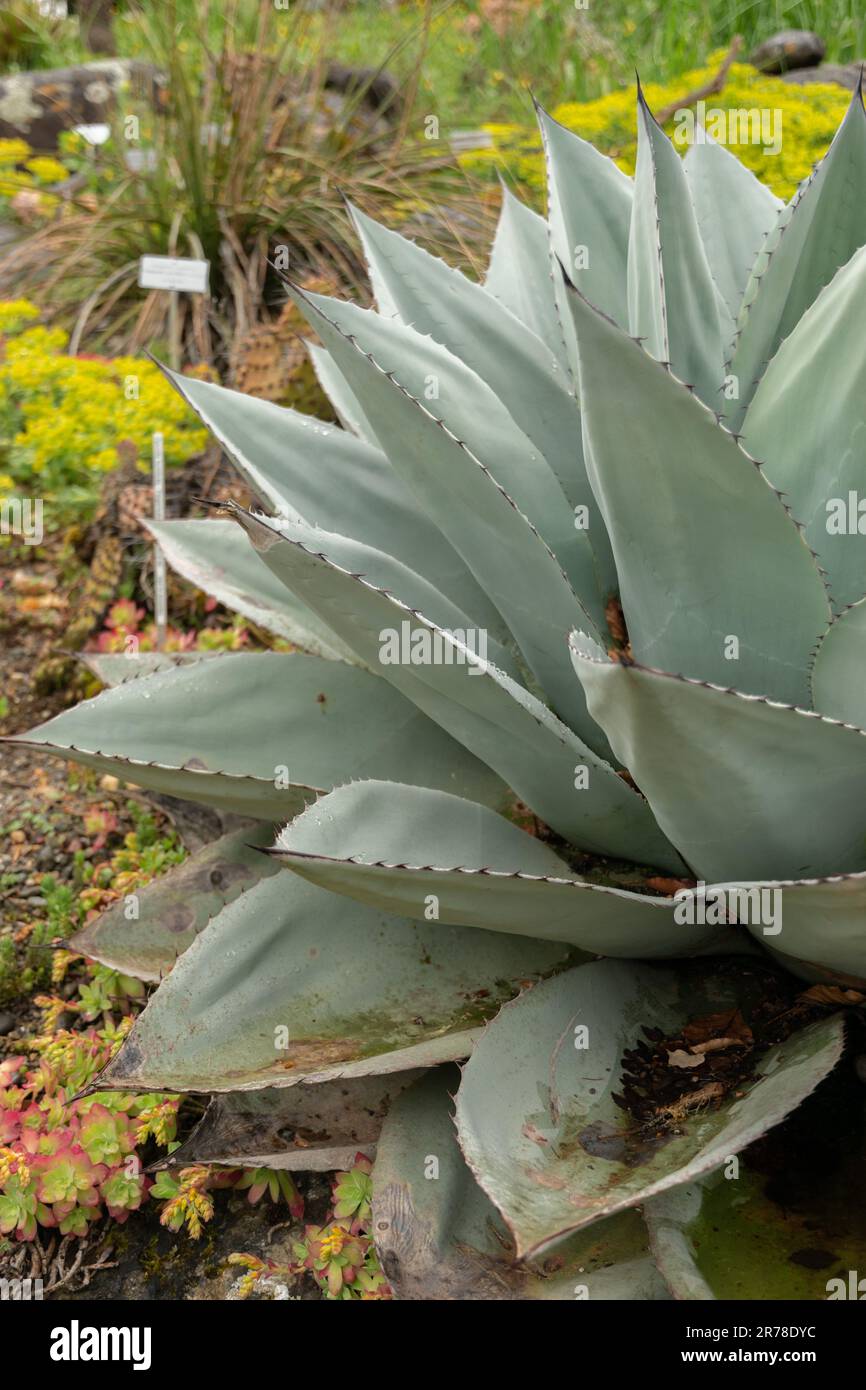 Zurich, Switzerland, April 20, 2023 Agave Ovatifolia or whales tongue ...