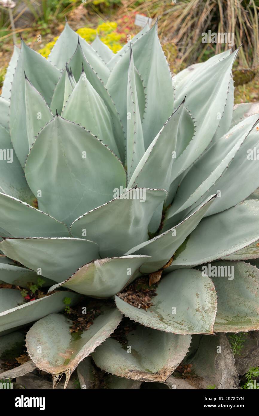 Zurich, Switzerland, April 20, 2023 Agave Ovatifolia or whales tongue ...