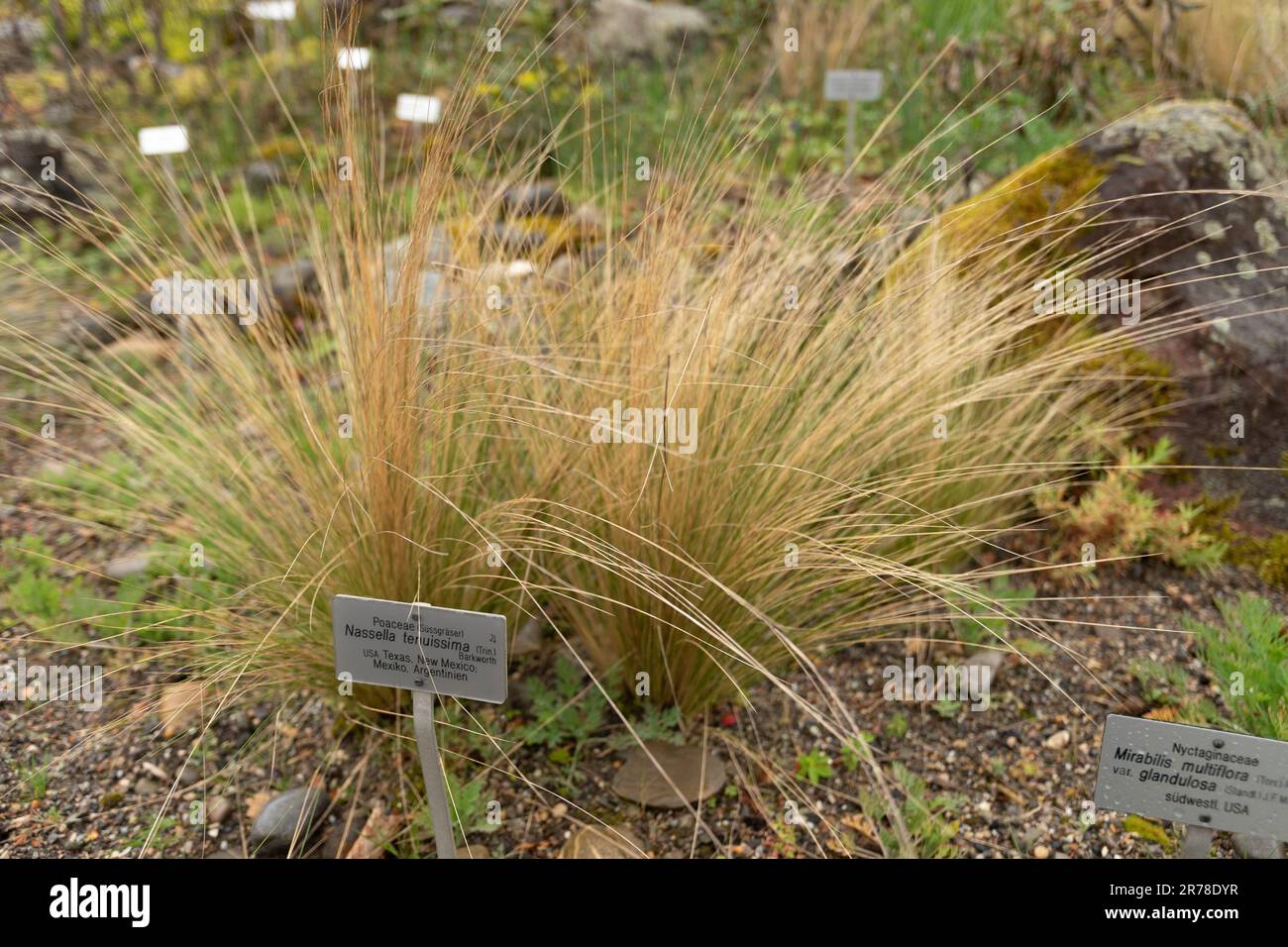 Needle grass hi-res stock photography and images - Alamy