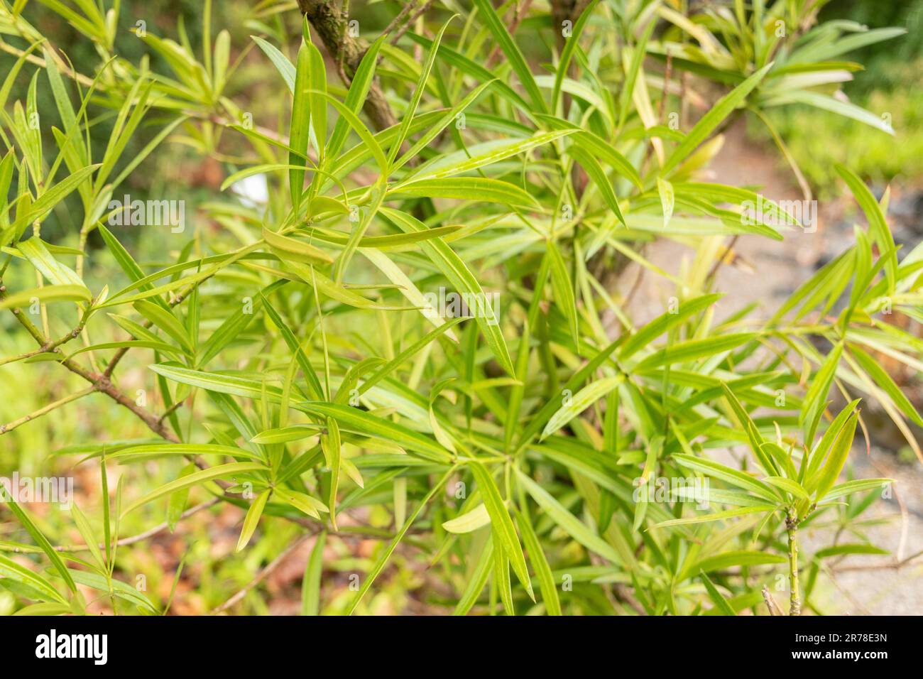 Podocarpus affinis hi-res stock photography and images - Alamy