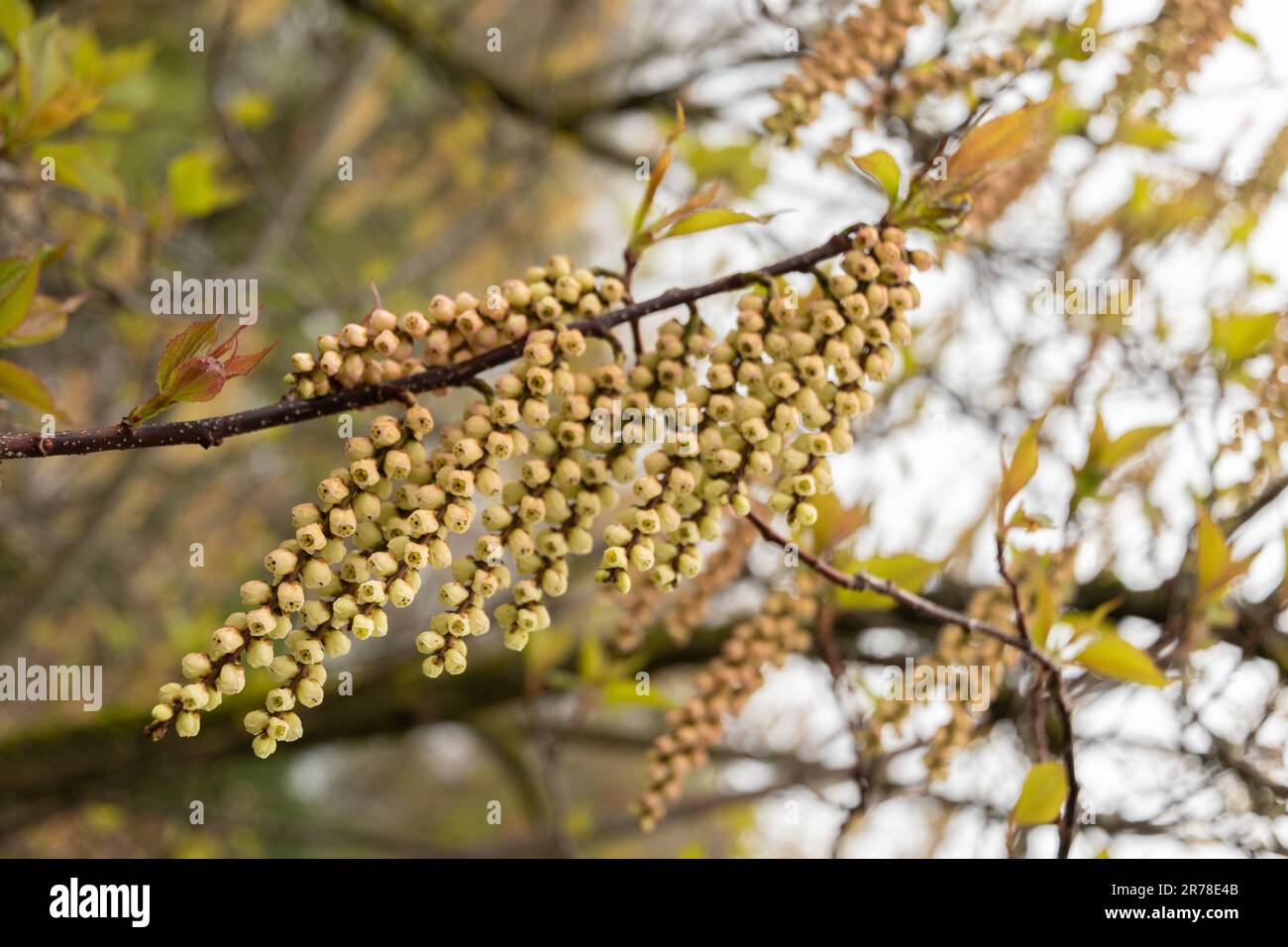 Zurich, Switzerland, April 20, 2023 Stachyurus Praecox or spiketail ...
