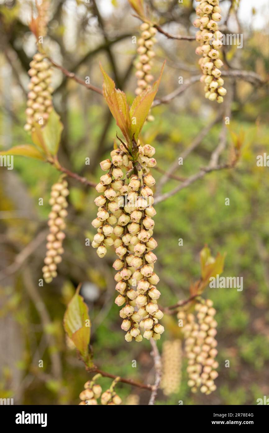 Zurich, Switzerland, April 20, 2023 Stachyurus Praecox or spiketail ...
