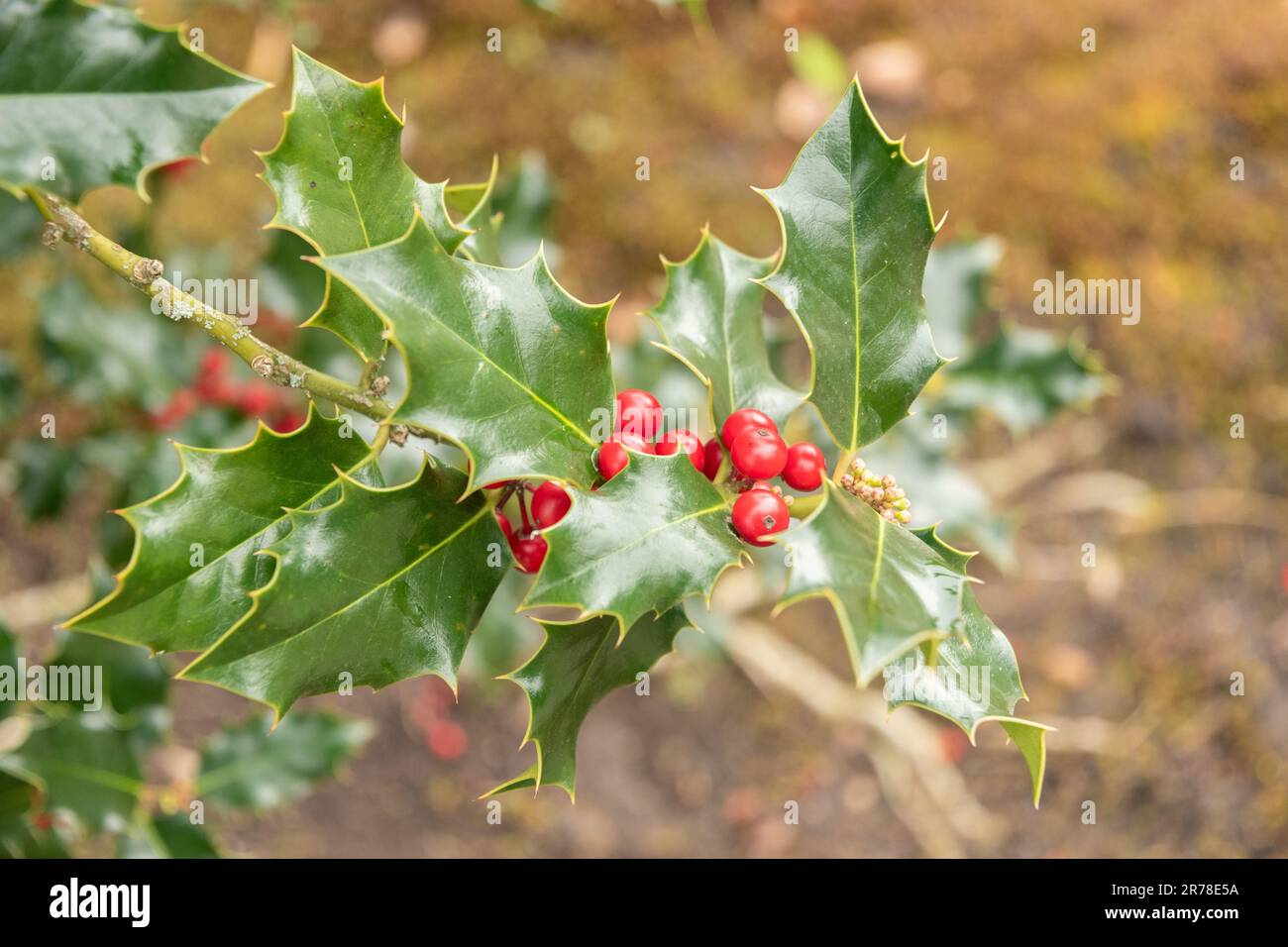 Zurich, Switzerland, April 20, 2023 Ilex Aquifolium tree at the ...