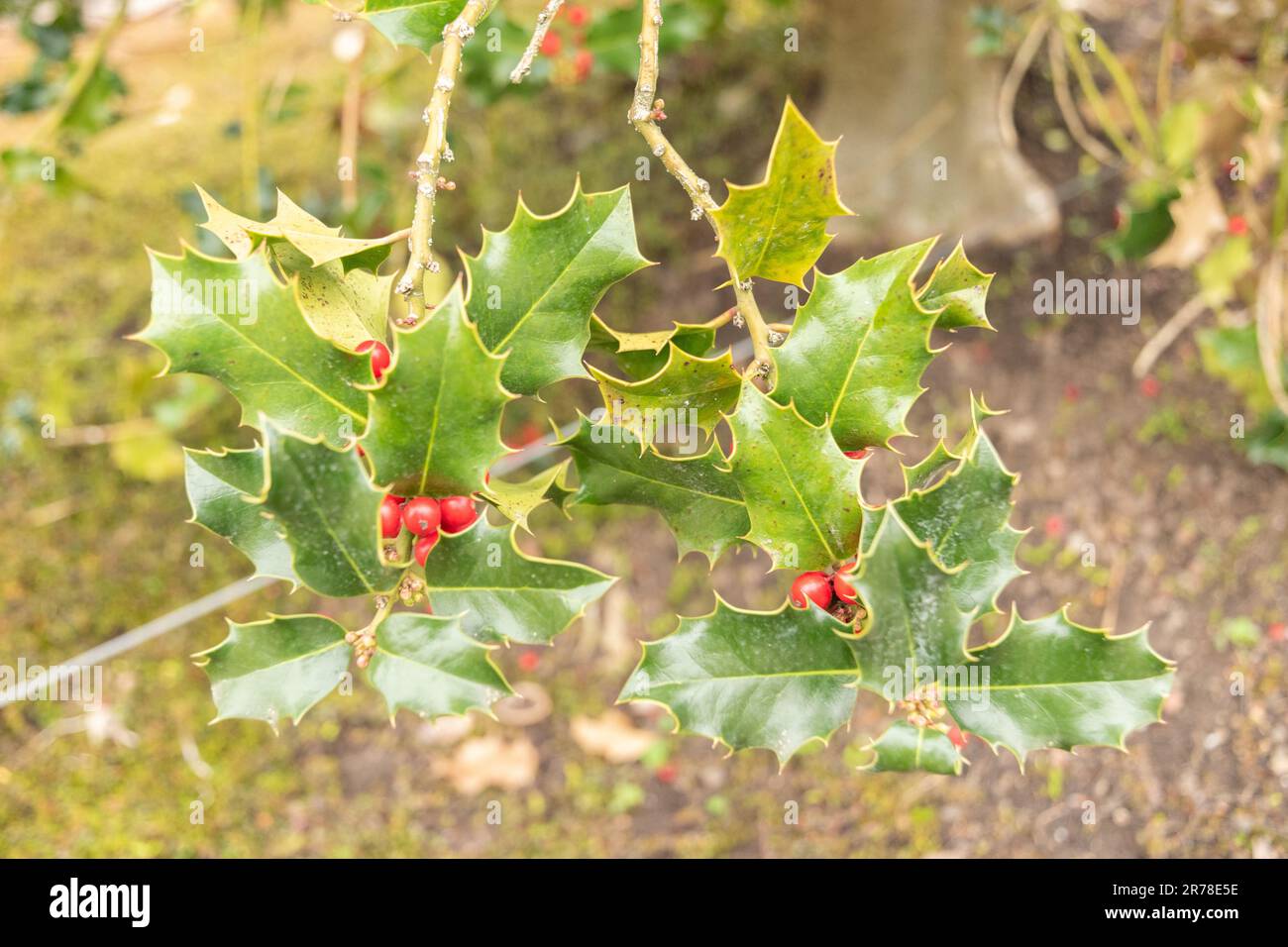 Holly tree garden hi-res stock photography and images - Alamy