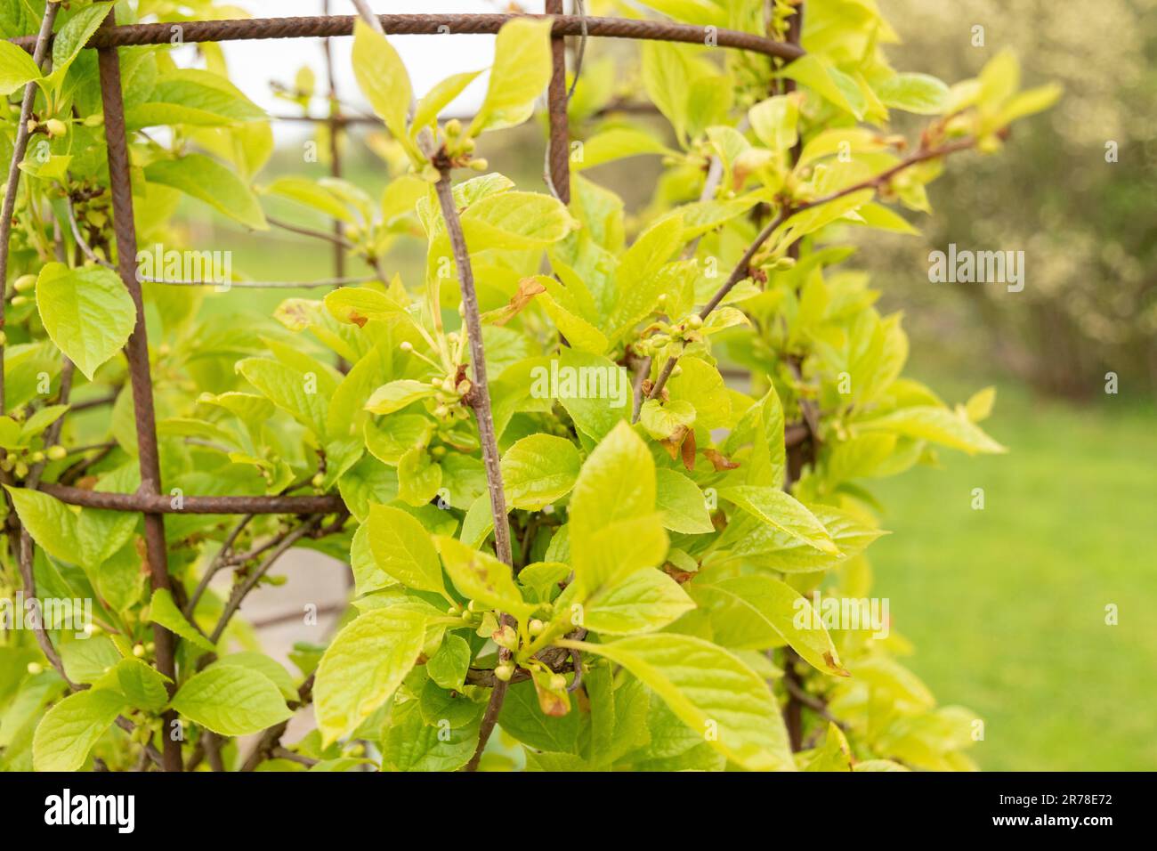 Zurich, Switzerland, April 20, 2023 Schisandra Chinensis or chinese ...